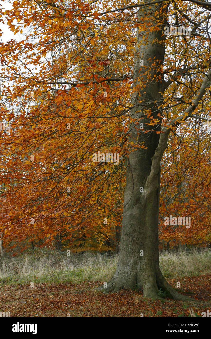 Beech Tree Fagus sylvatica in Autumn Taken November Ashridge ...