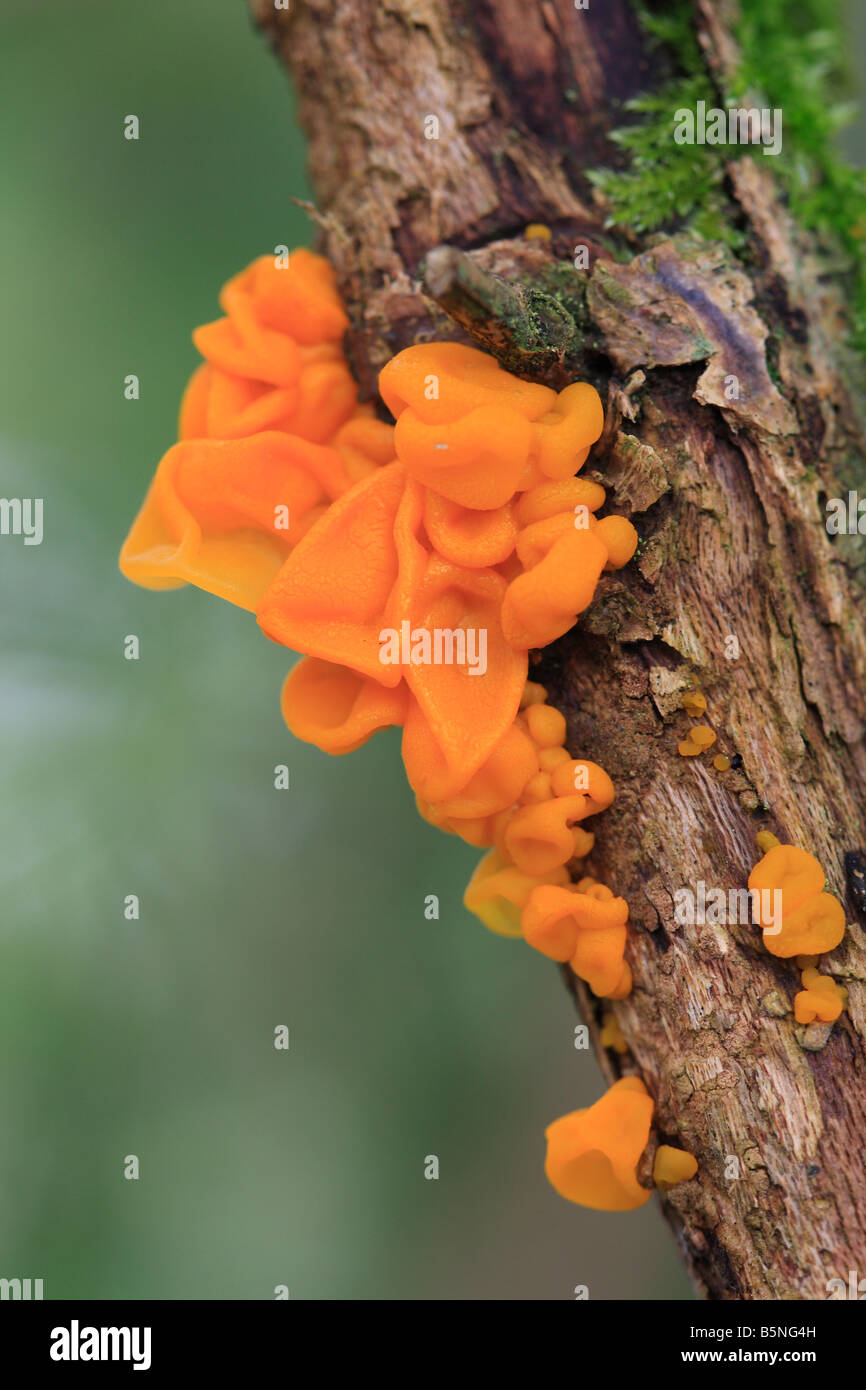 YELLOW BRAIN FUNGUS Tremella mesenterica ON BROOM BRANCH Stock Photo ...