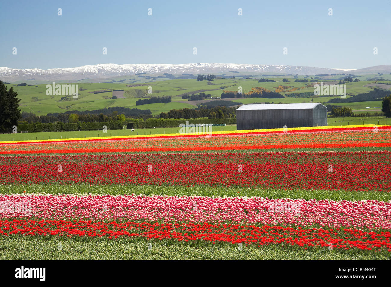 Tapanui High Resolution Stock Photography and Images - Alamy