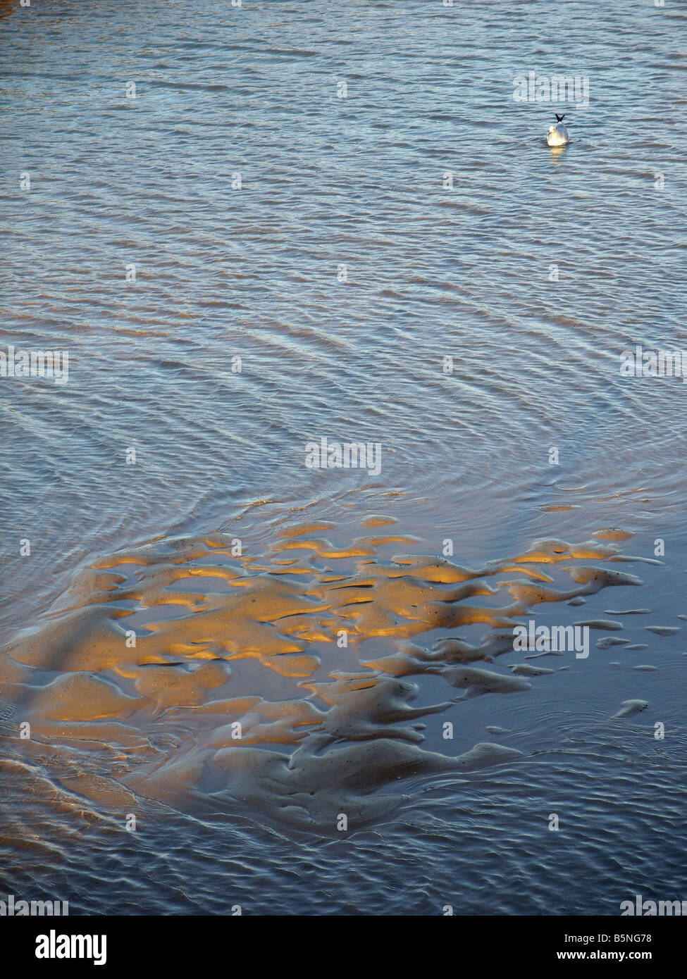 Lone seagul on water Stock Photo - Alamy