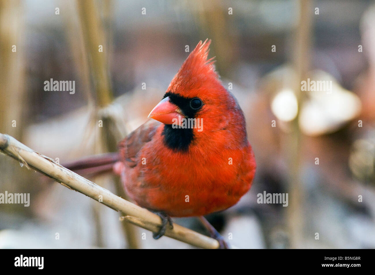 Northern Cardinal Cardinalis cardinalis Stock Photo - Alamy