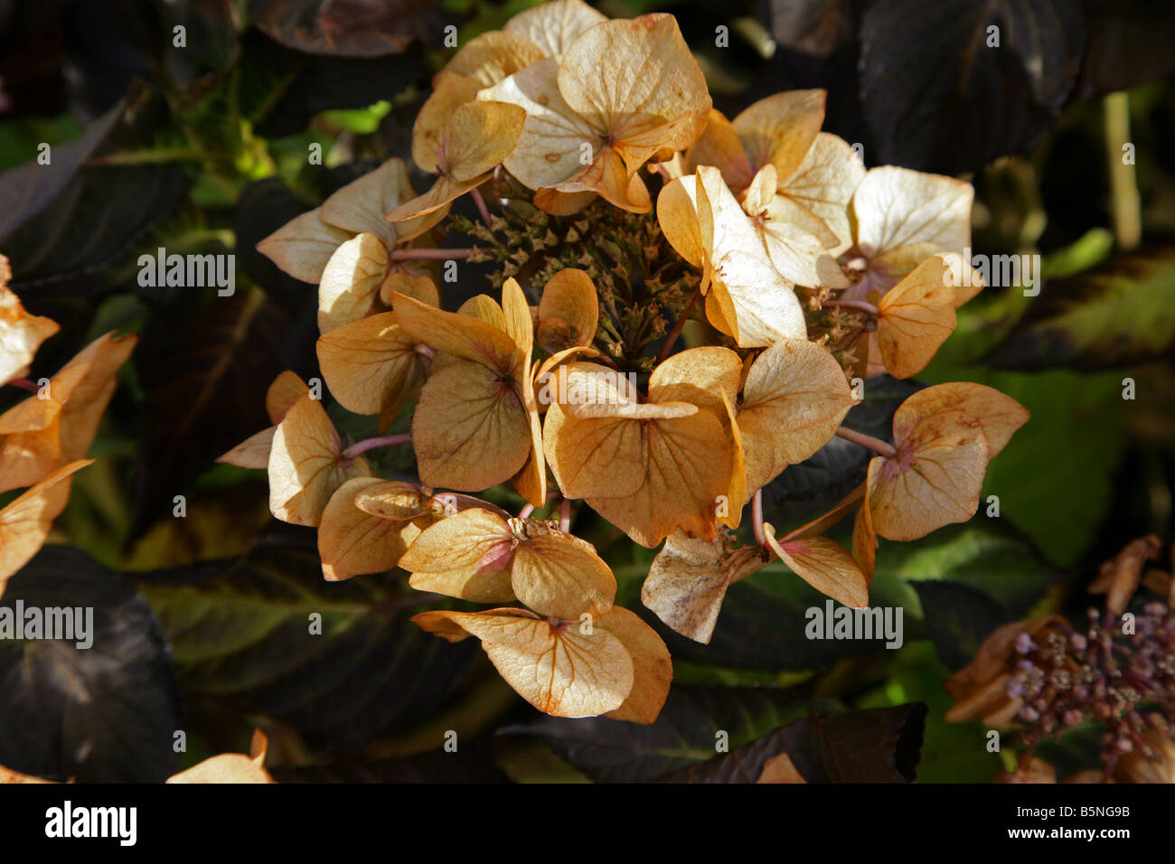 Hydrangea seed head hi-res stock photography and images - Alamy