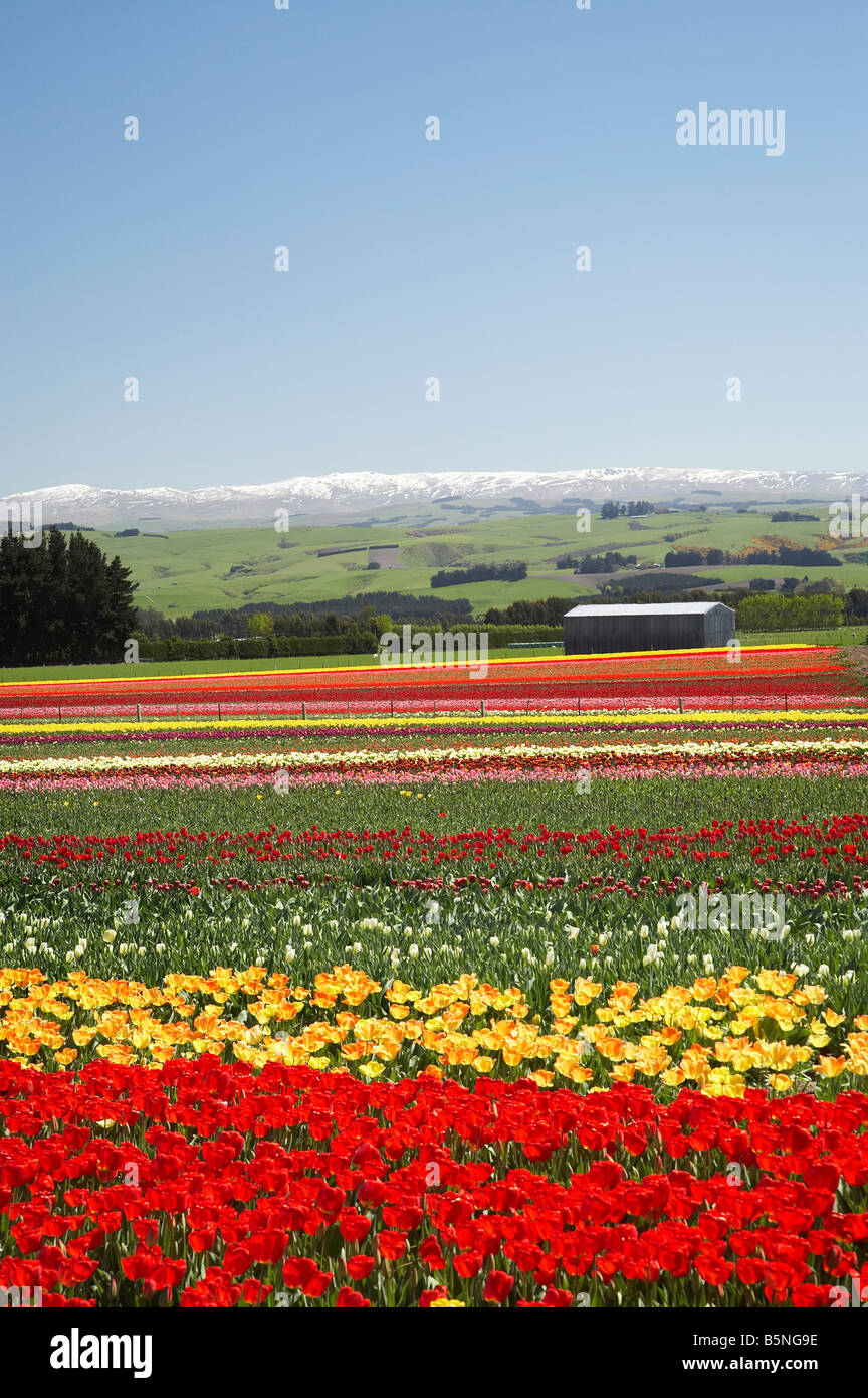Tapanui hi-res stock photography and images - Alamy