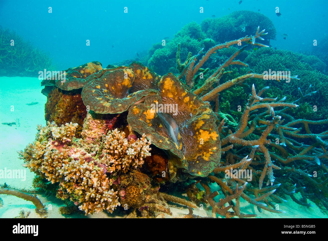 giant clam and variety of coral of great barrier reef australia Stock ...