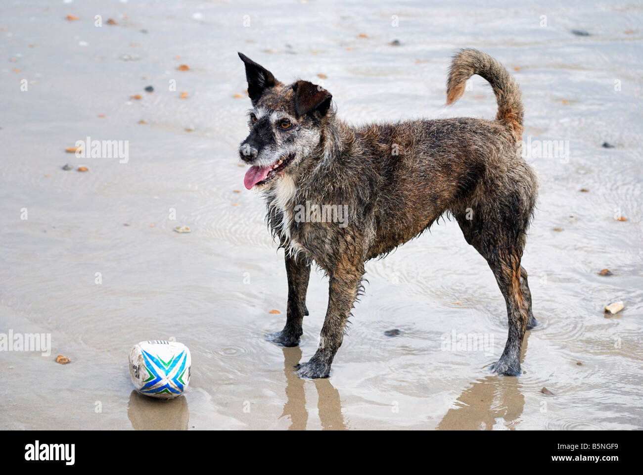 Dog beach ball hi-res stock photography and images - Alamy