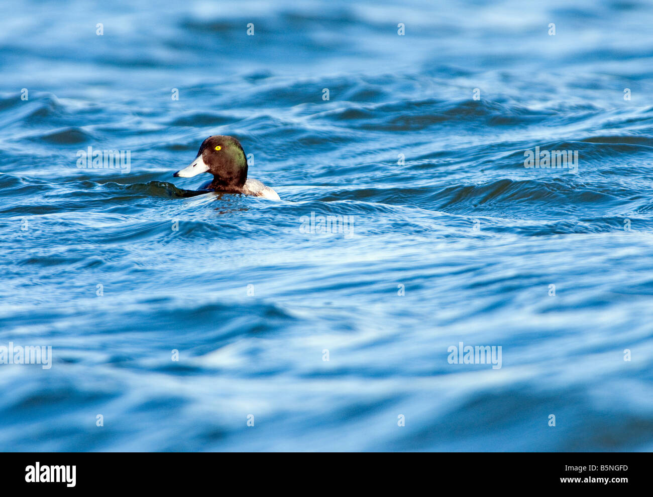 Bluebill duck hi-res stock photography and images - Alamy