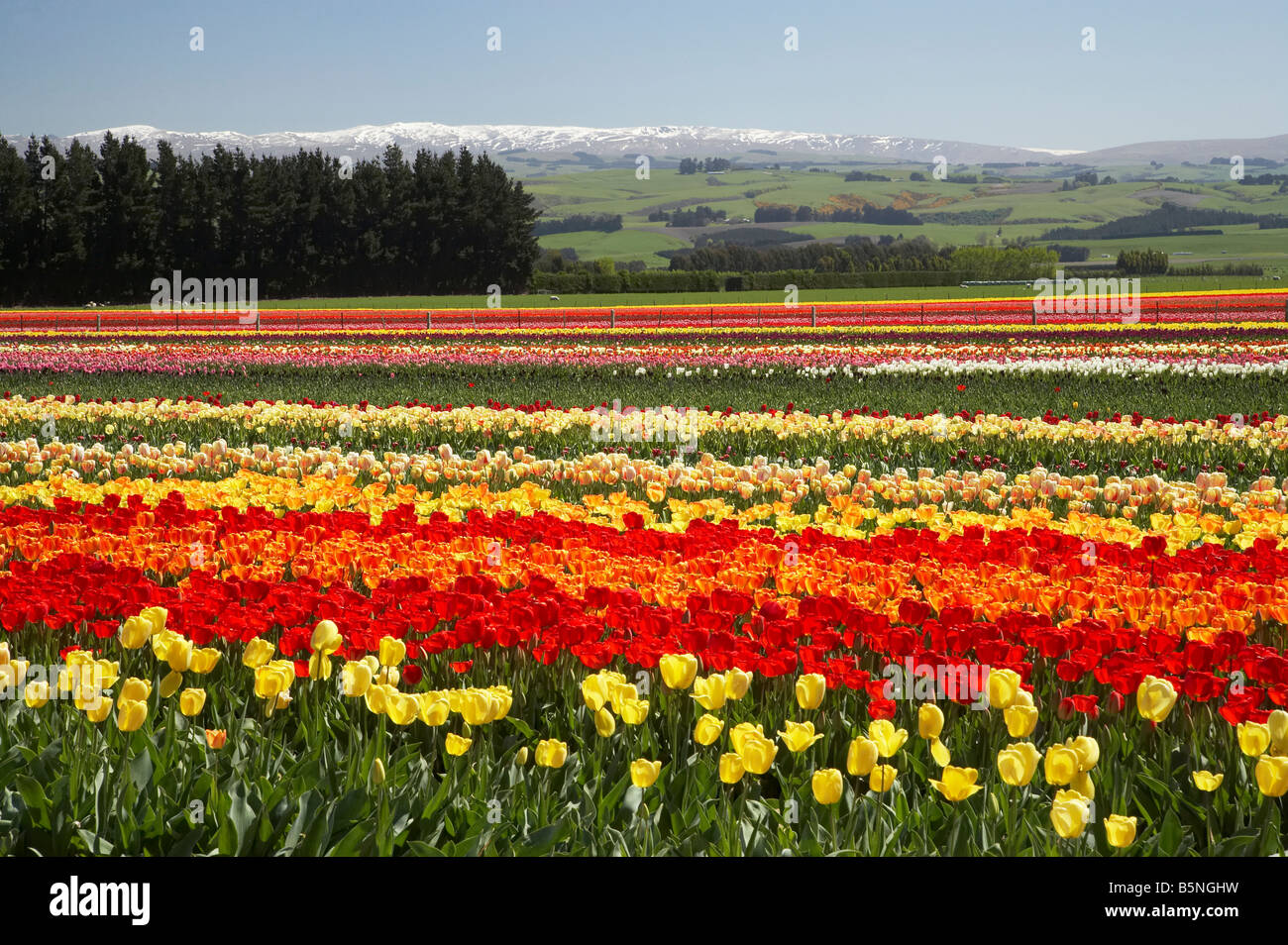 Tapanui new zealand hi-res stock photography and images - Alamy