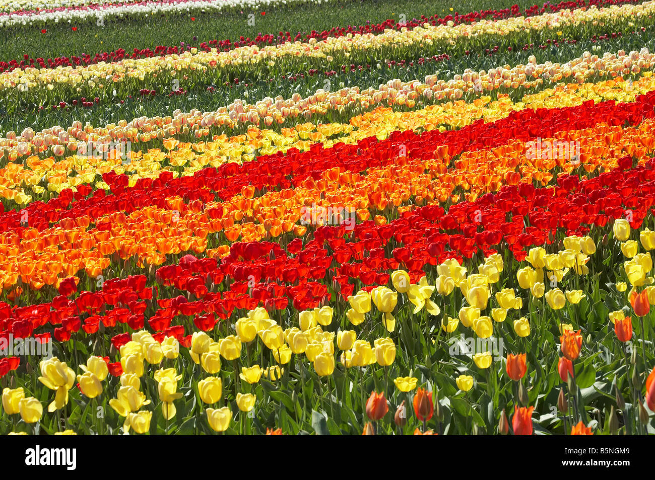 Tapanui hi-res stock photography and images - Alamy