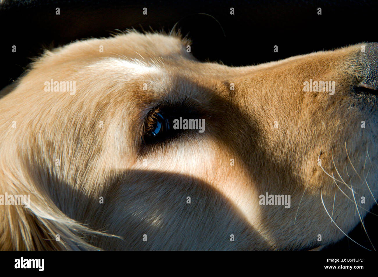 Golden retriever in truck hi-res stock photography and images - Alamy