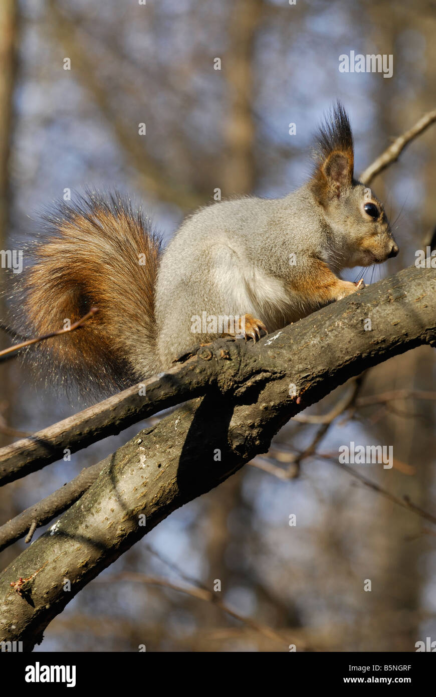 Russian squirrel Sciurus Vulgaris Moscow Russia Stock Photo - Alamy