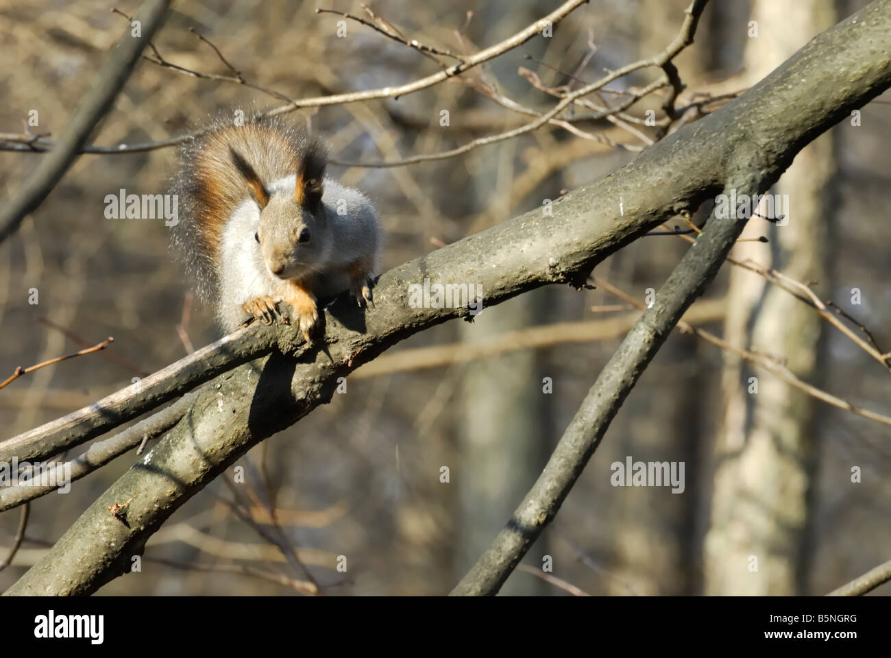 Russian squirrel Sciurus Vulgaris Moscow Russia Stock Photo - Alamy