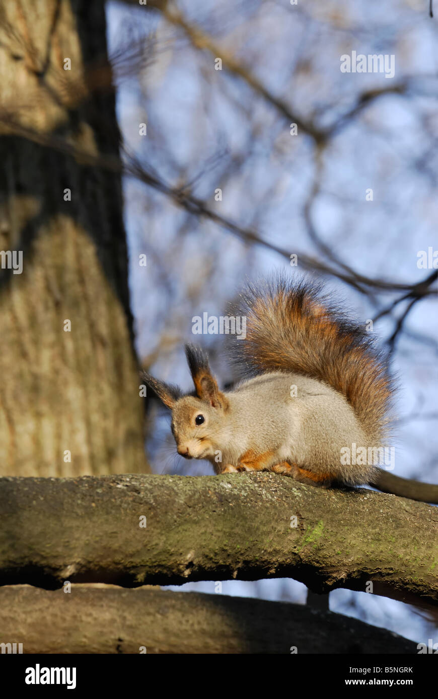 Russian squirrel Sciurus Vulgaris Moscow Russia Stock Photo - Alamy