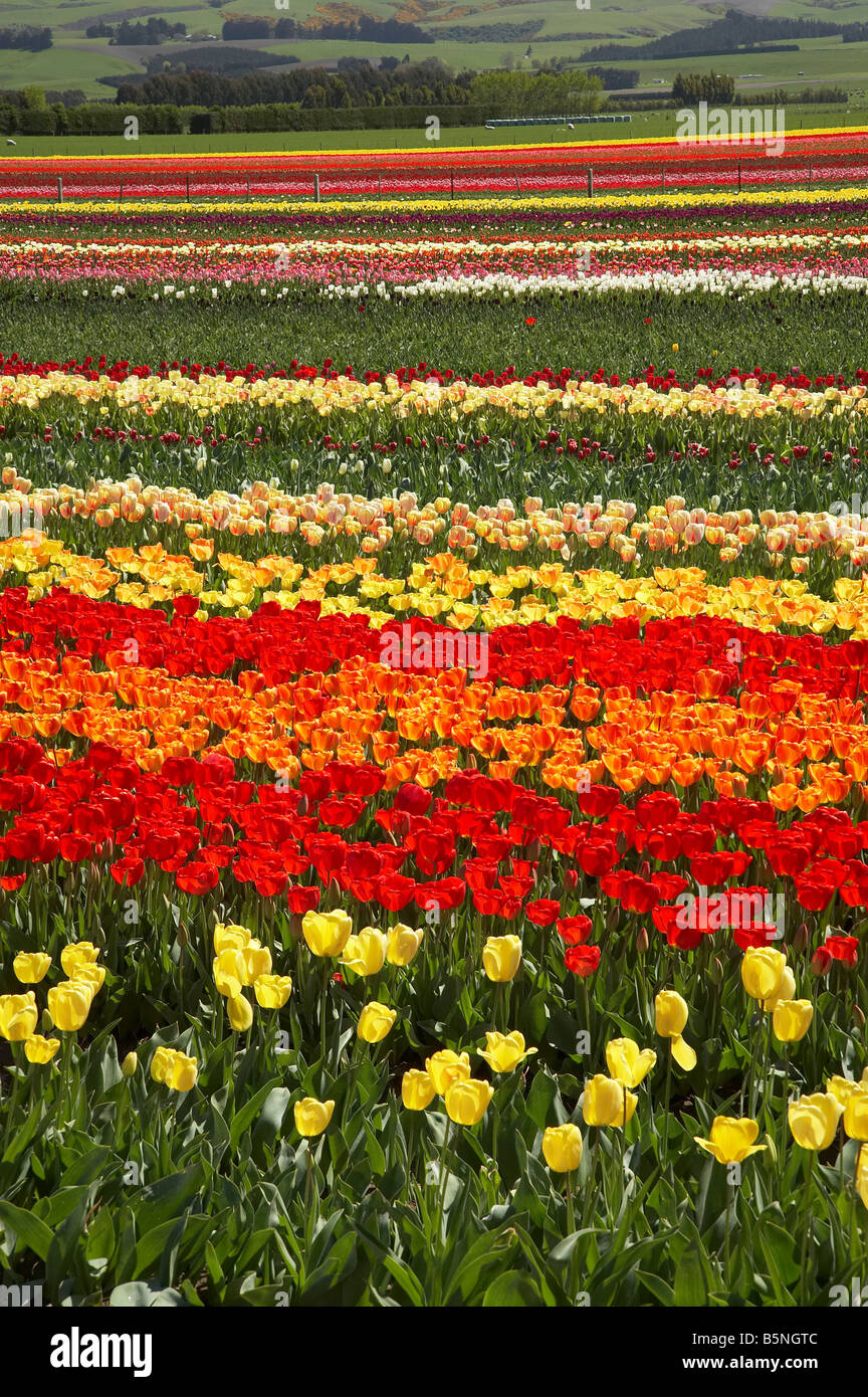 Tapanui hi-res stock photography and images - Alamy