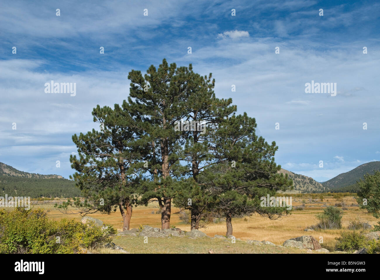 Ponderosa pine hi-res stock photography and images - Alamy