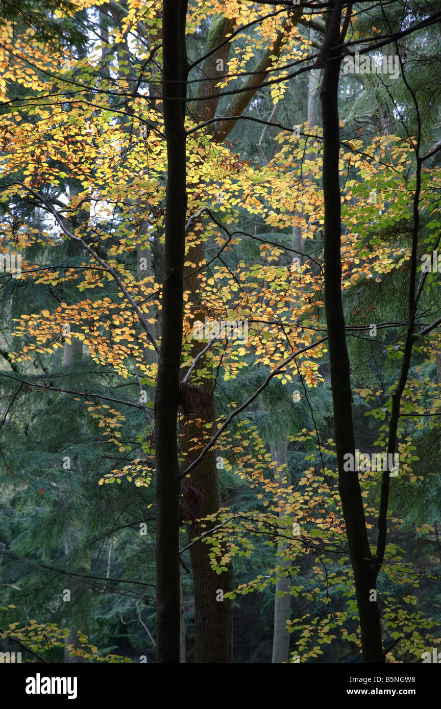 Colour in forest hi-res stock photography and images - Alamy