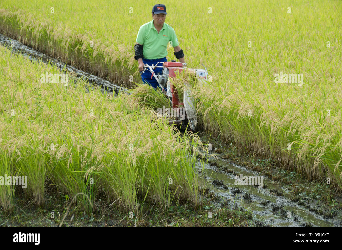 A Japanese farmer harvests rice by machine in a wet paddy field Stock ...