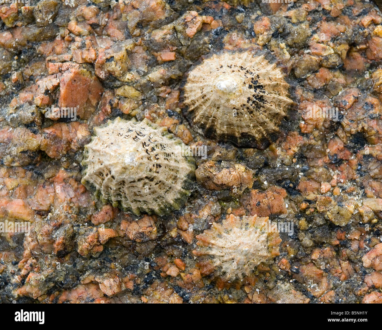 Close up view of limpet shells on rocks on a beach Stock Photo - Alamy