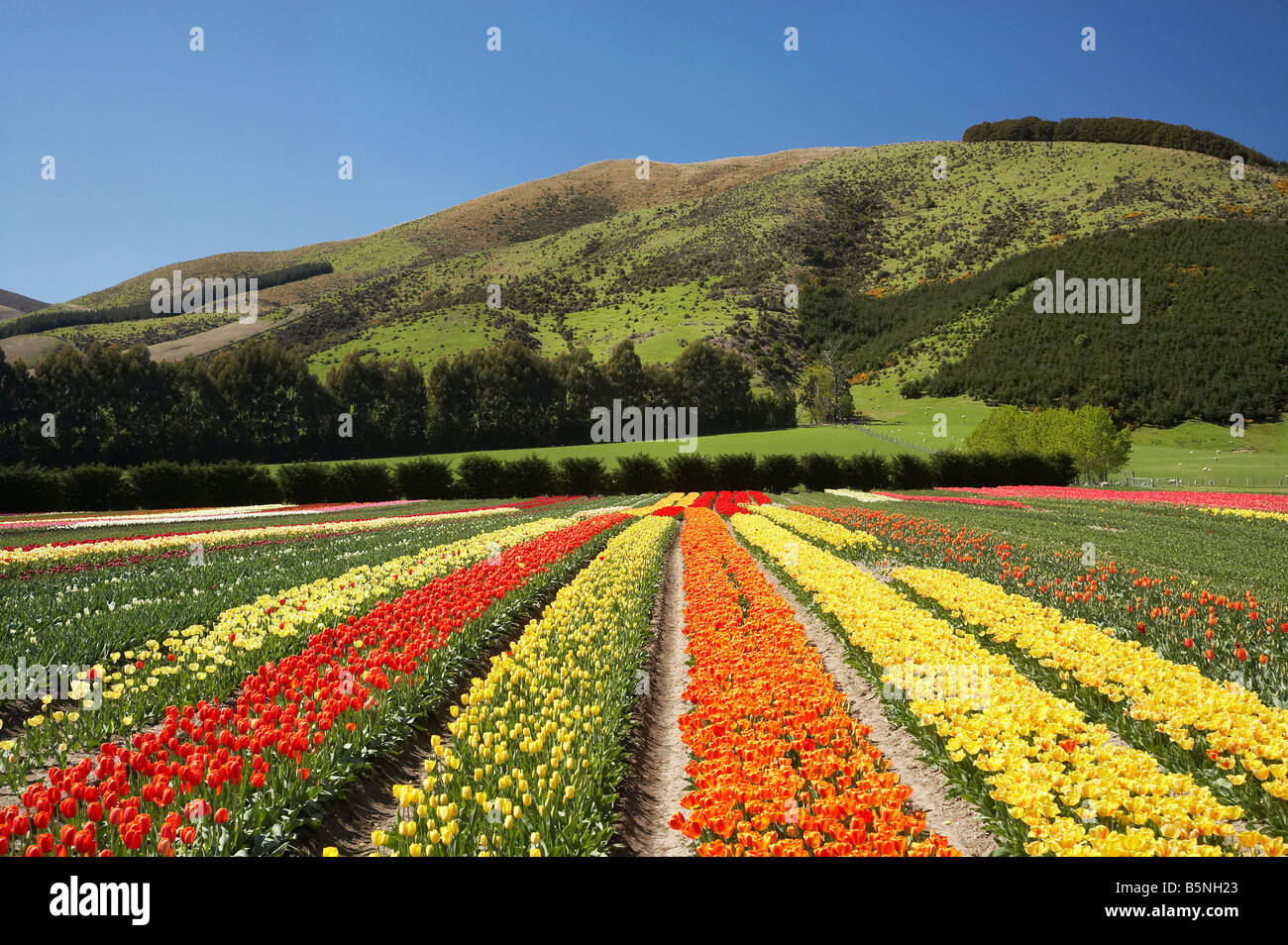 Tapanui hi-res stock photography and images - Alamy