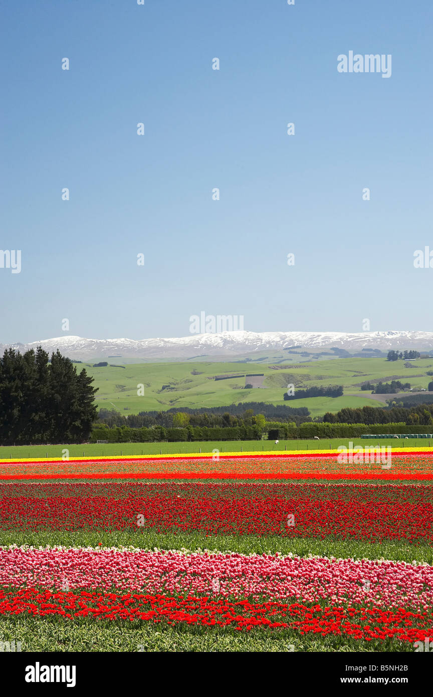 Tulip Fields near Tapanui West Otago South Island New Zealand Stock ...