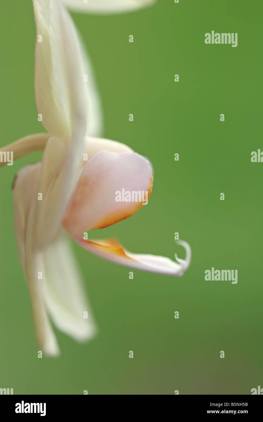 Orchid Stamen High Resolution Stock Photography and Images - Alamy