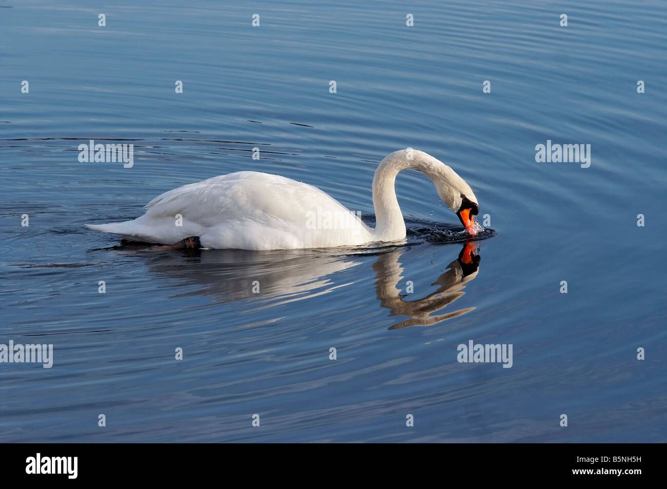Shot of the swan floating on the river and tasting water Stock Photo ...