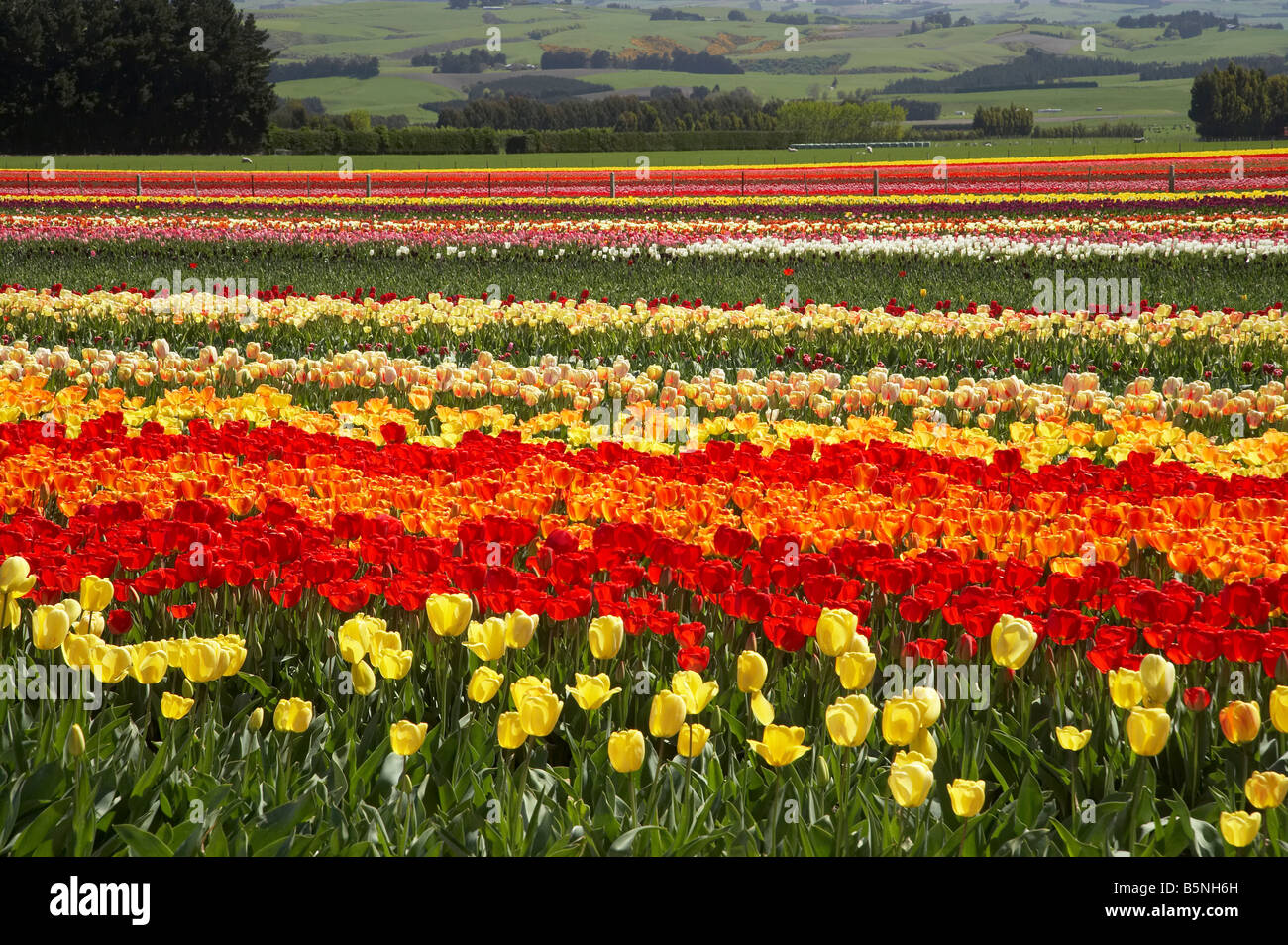 Tulip Fields near Tapanui West Otago South Island New Zealand Stock ...