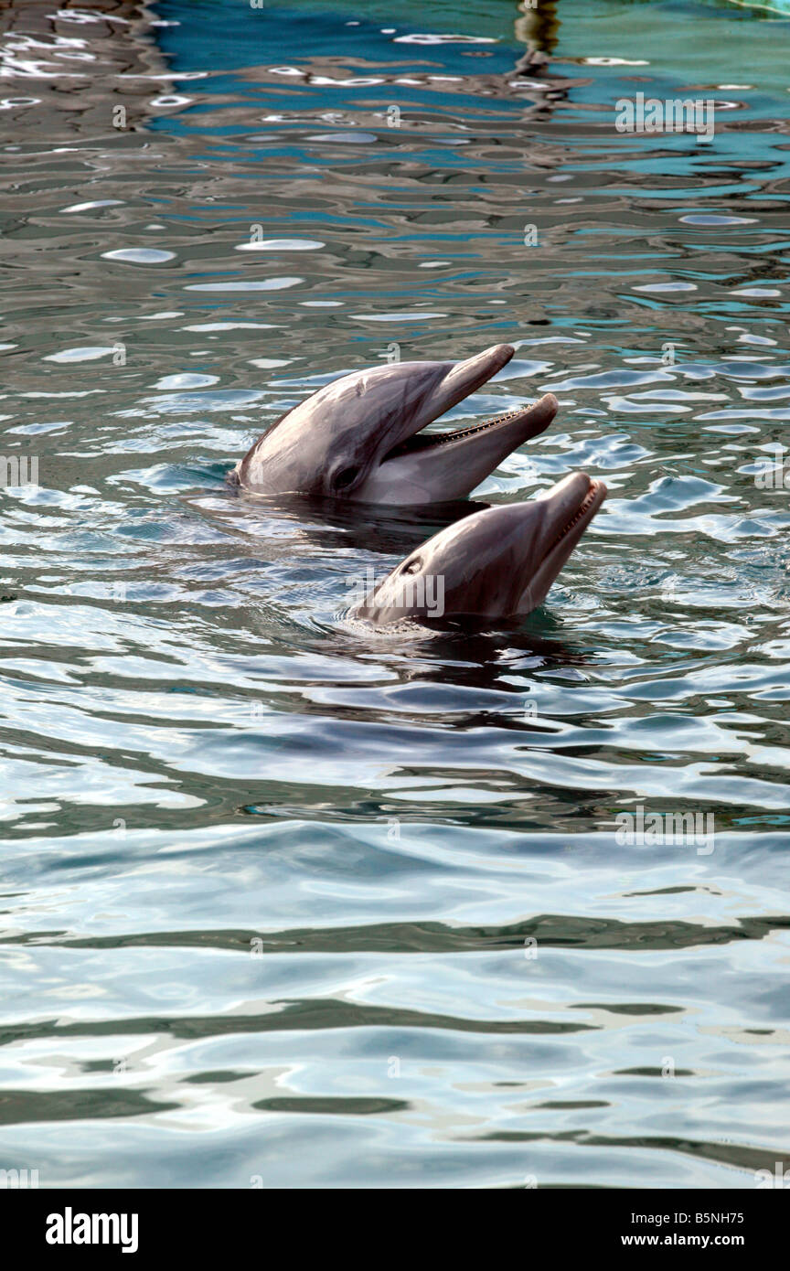 Dolphin teeth hi-res stock photography and images - Alamy