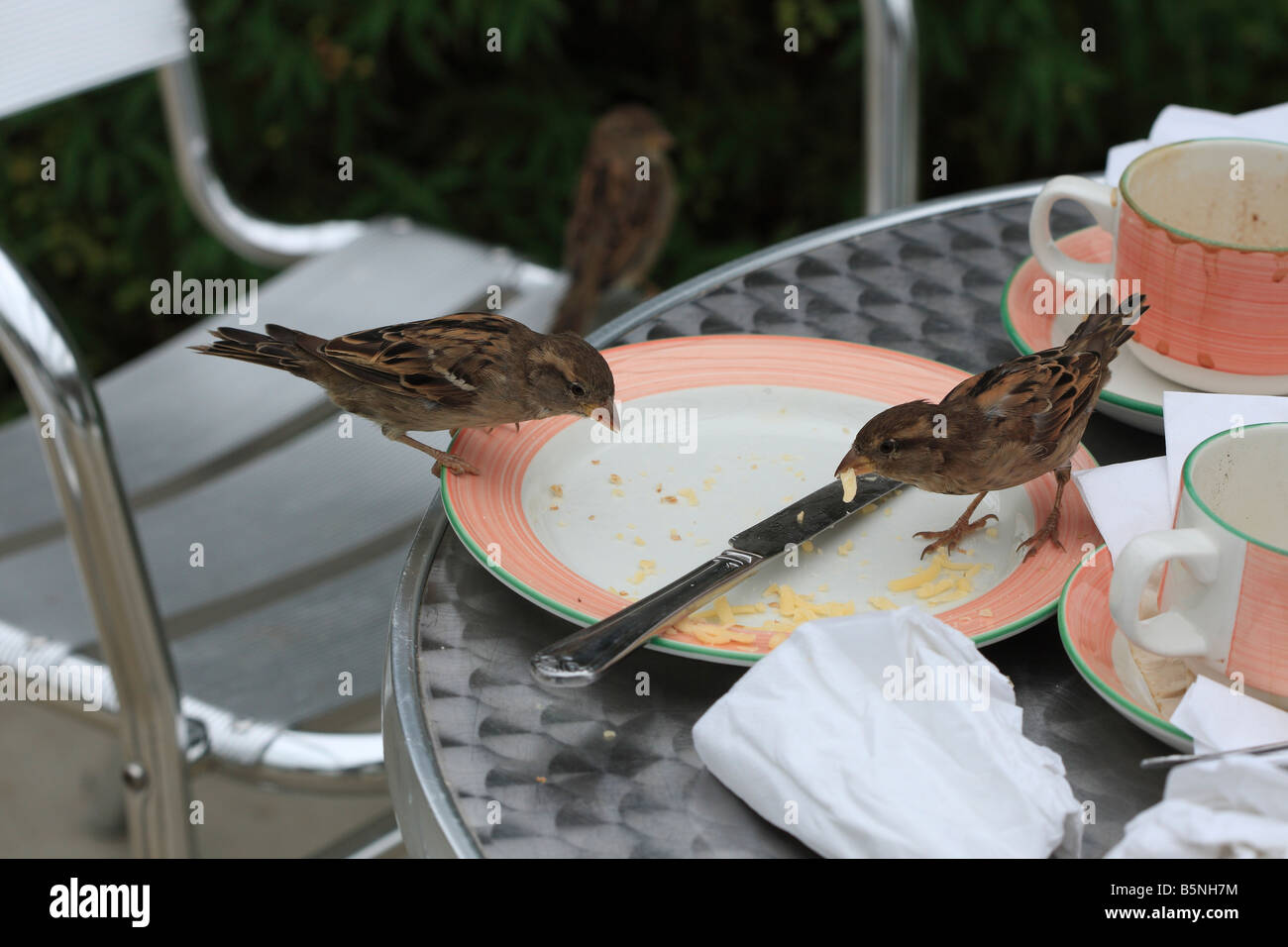 House sparrow eating hi-res stock photography and images - Alamy