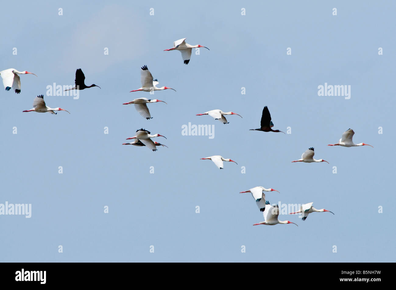 American White Ibis Flock High Resolution Stock Photography and Images ...