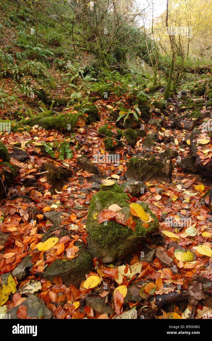 Autumn fall fallen golden leaf colour in dry stream bed at Biddle Combe ...