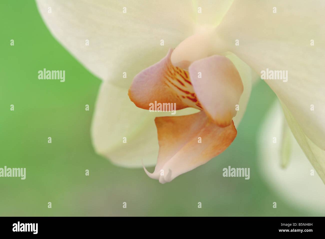 orchid in close Stock Photo - Alamy