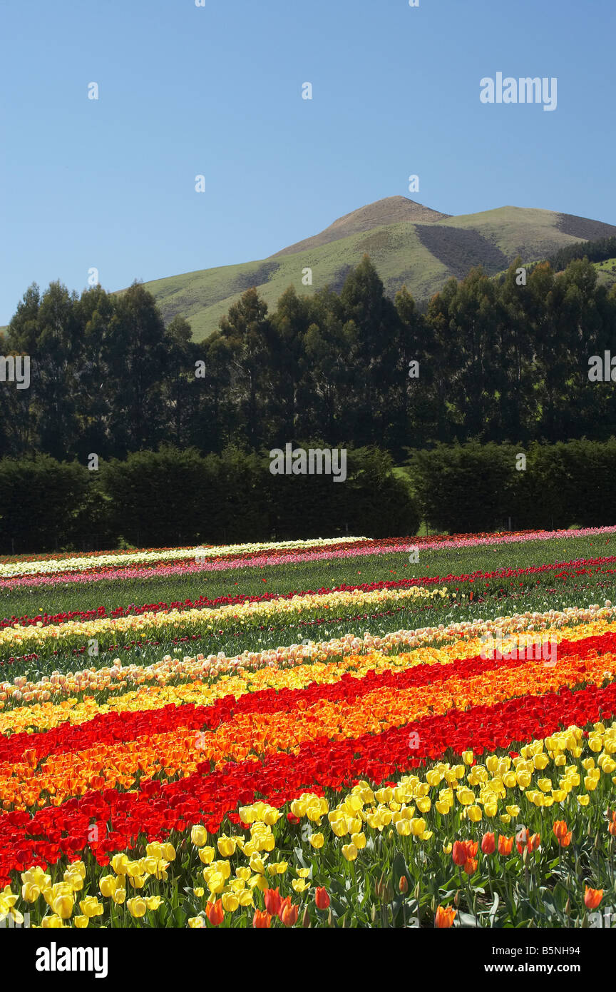Tulip Fields near Tapanui West Otago South Island New Zealand Stock ...