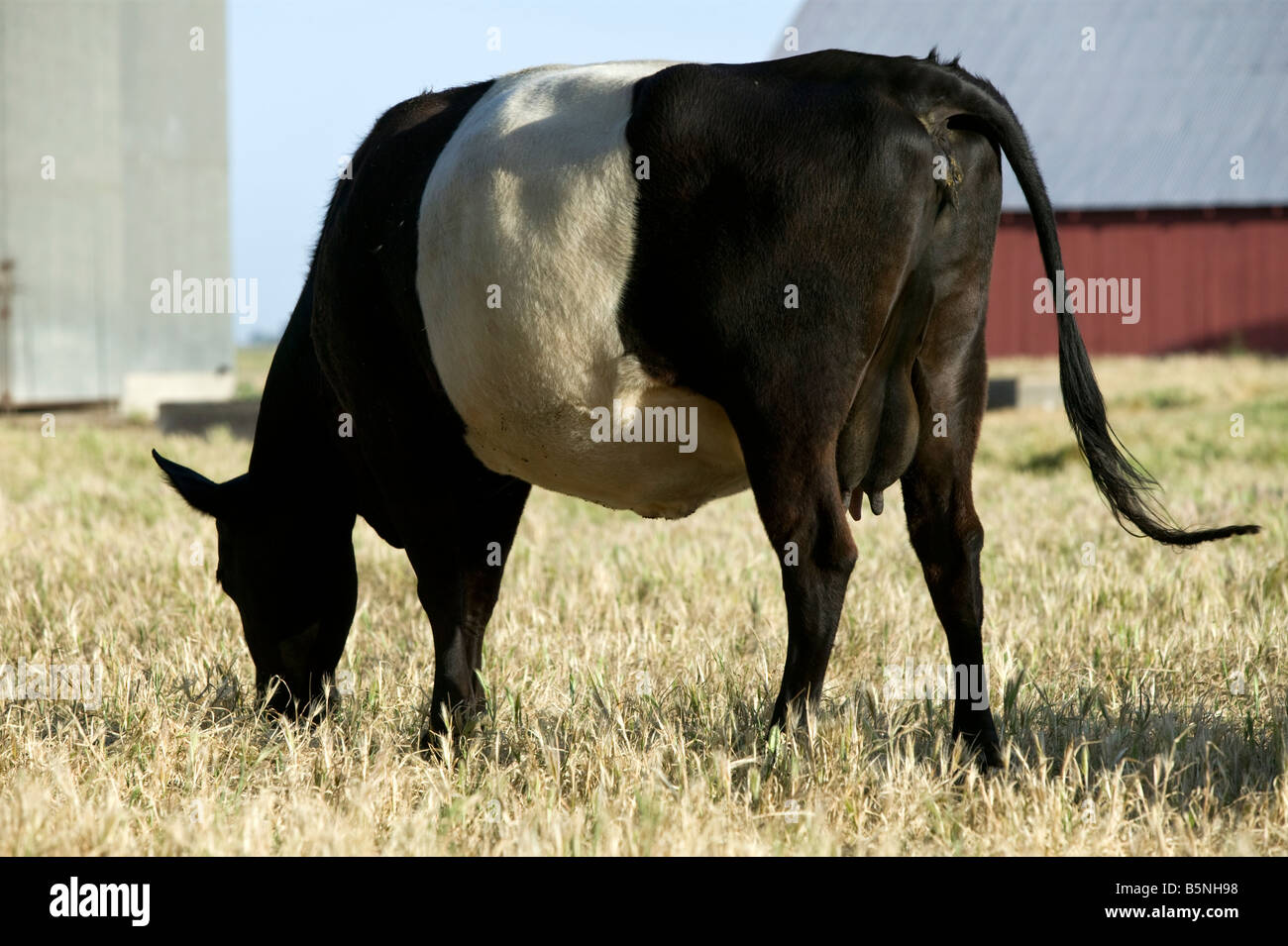 Poor cow hi-res stock photography and images - Alamy