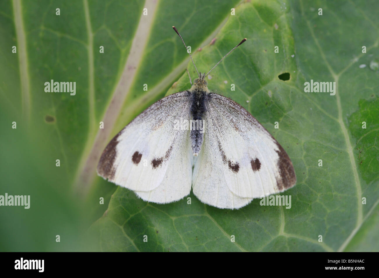 Female cabbage white hi-res stock photography and images - Alamy