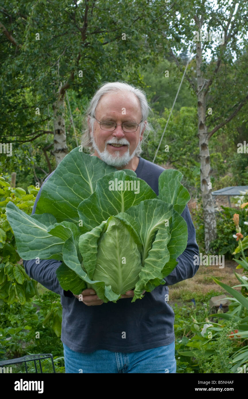 Proud gardener showing off a freshly harvested Sugarloaf cabbage from ...