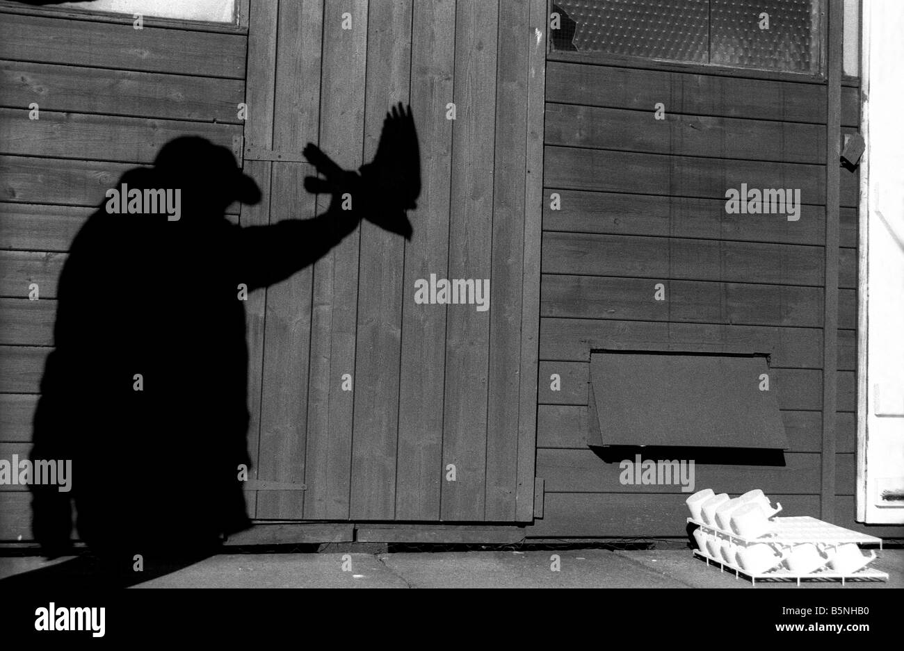 Pigeon racing in the UK. Working class sport Stock Photo - Alamy