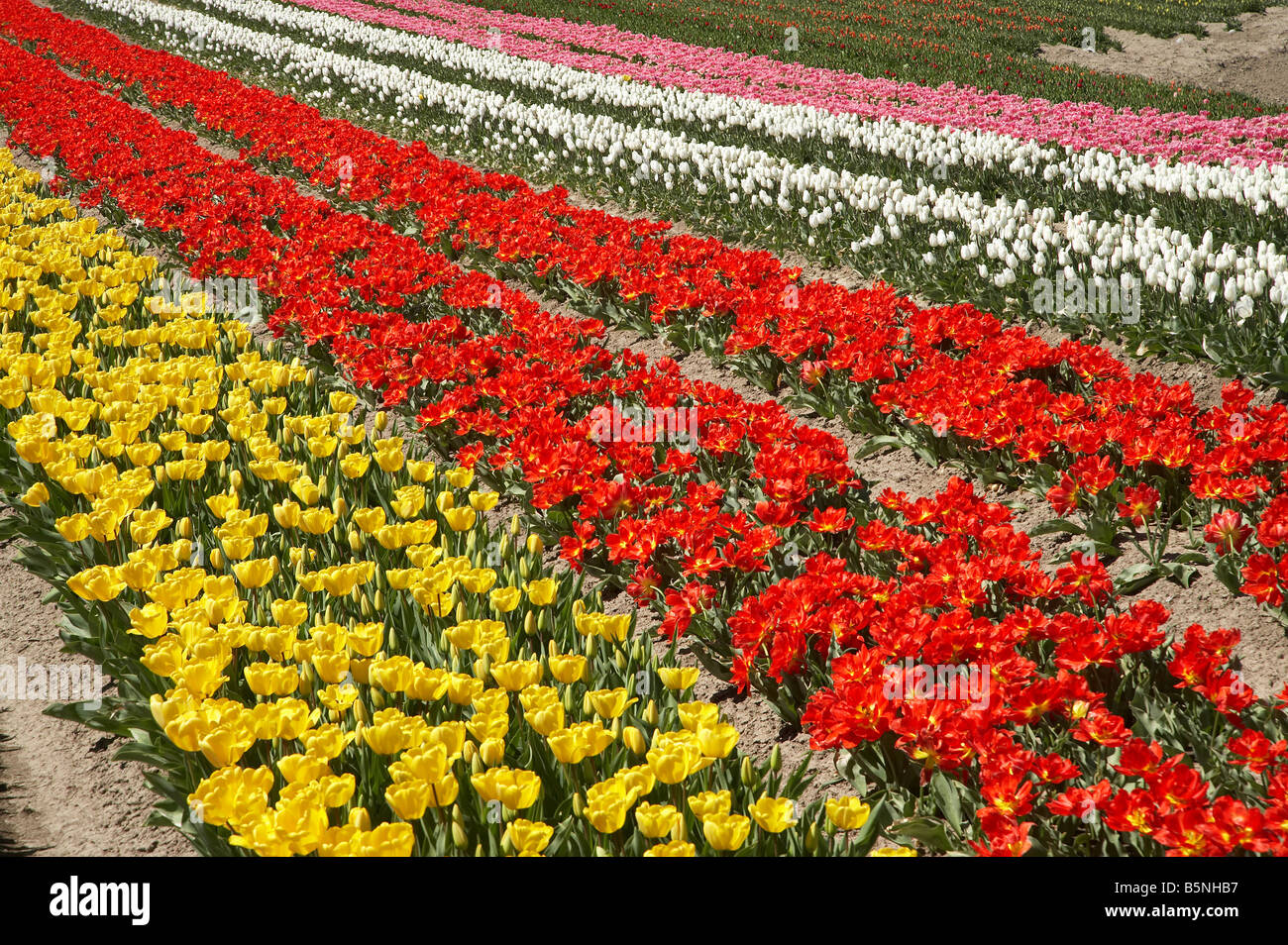 Tapanui hi-res stock photography and images - Alamy