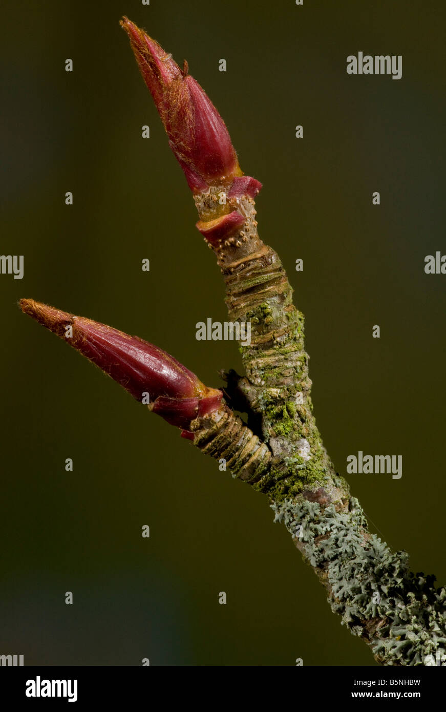 Rowan twig and buds Sorbus aucuparia in autumn Dorset Stock Photo - Alamy