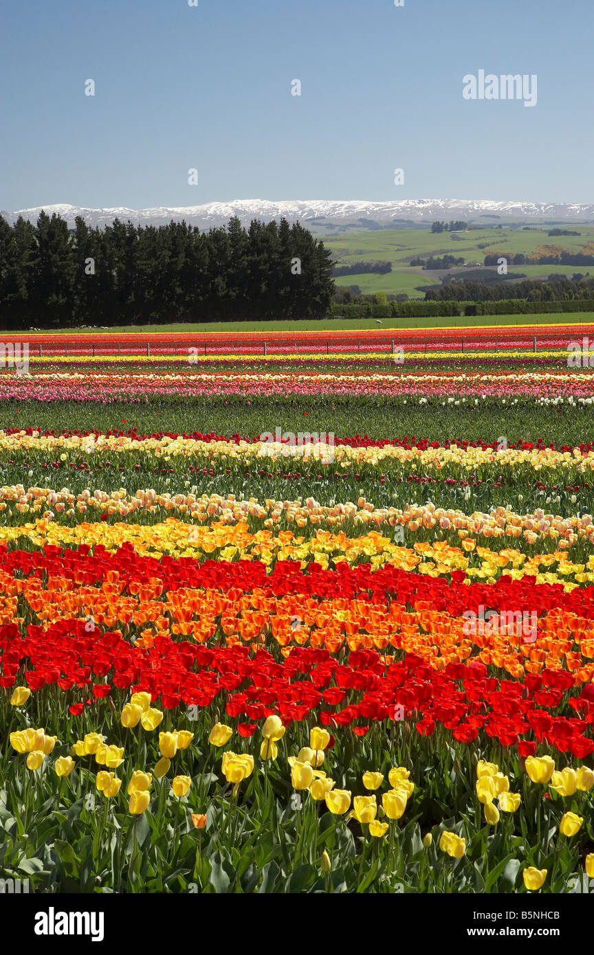 Tapanui hi-res stock photography and images - Alamy