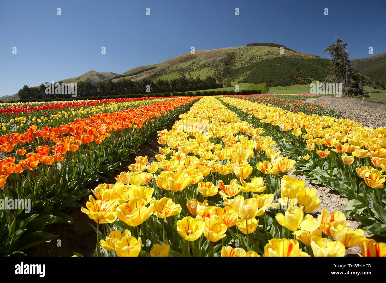 Tapanui hi-res stock photography and images - Alamy