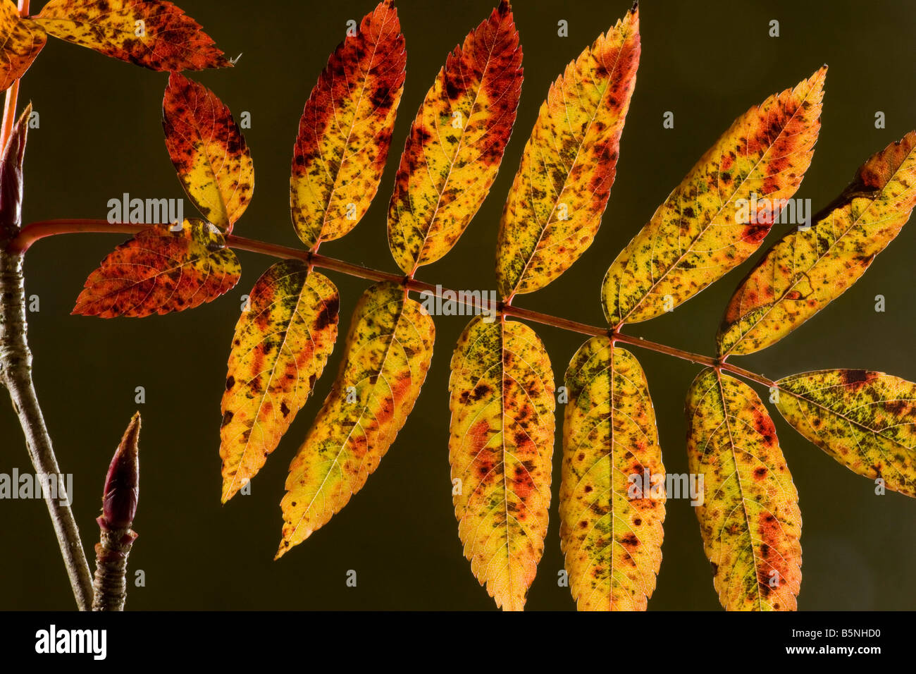 Rowan foliage Sorbus aucuparia in autumn strongly coloured Dorset Stock ...
