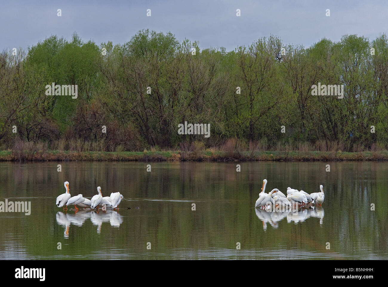 Groups of waterbirds hi-res stock photography and images - Alamy