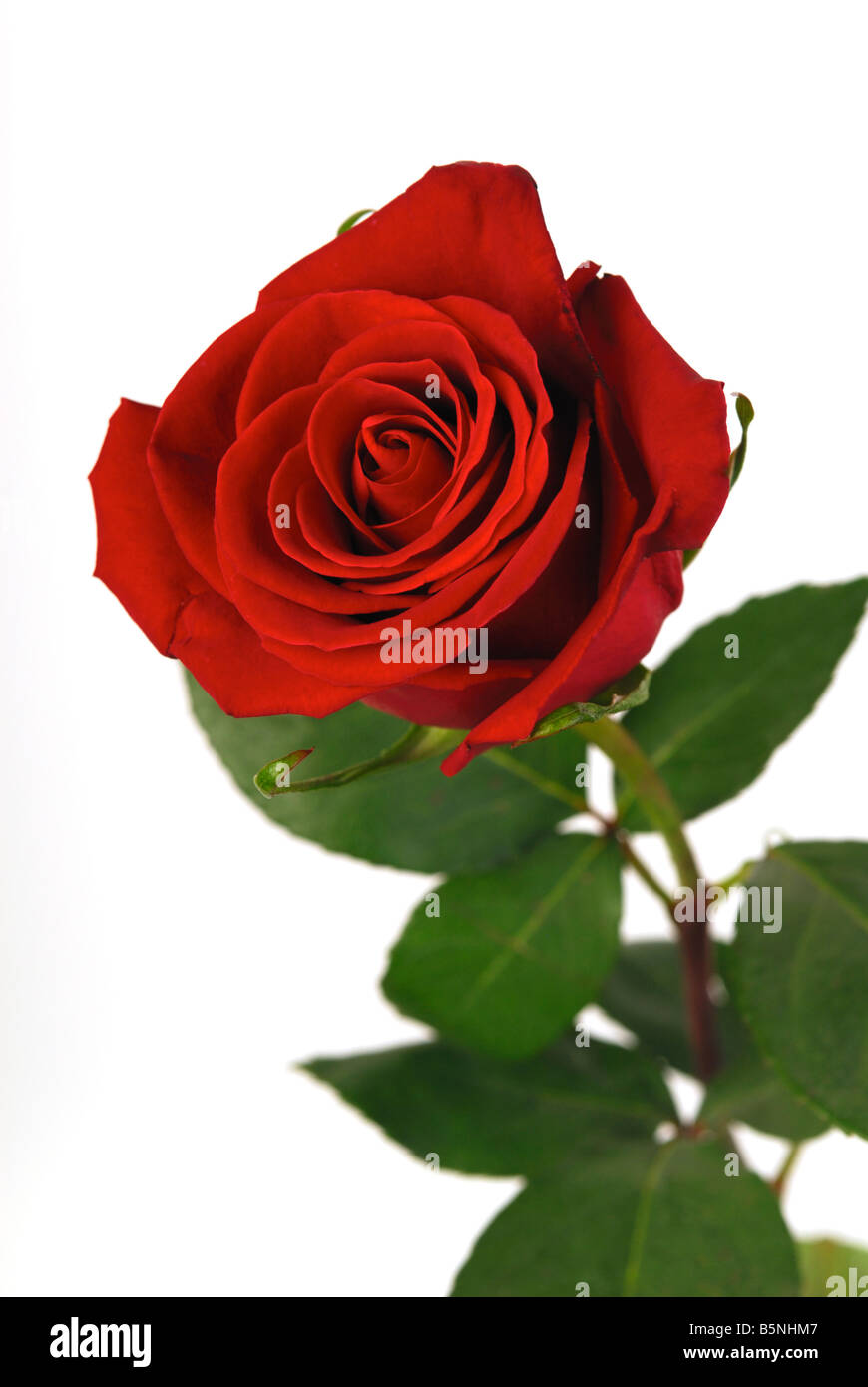 Single red rose on a white background Stock Photo - Alamy