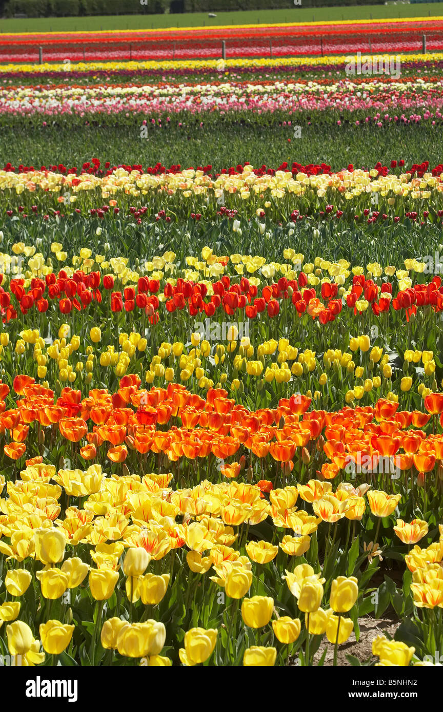 Tapanui hi-res stock photography and images - Alamy