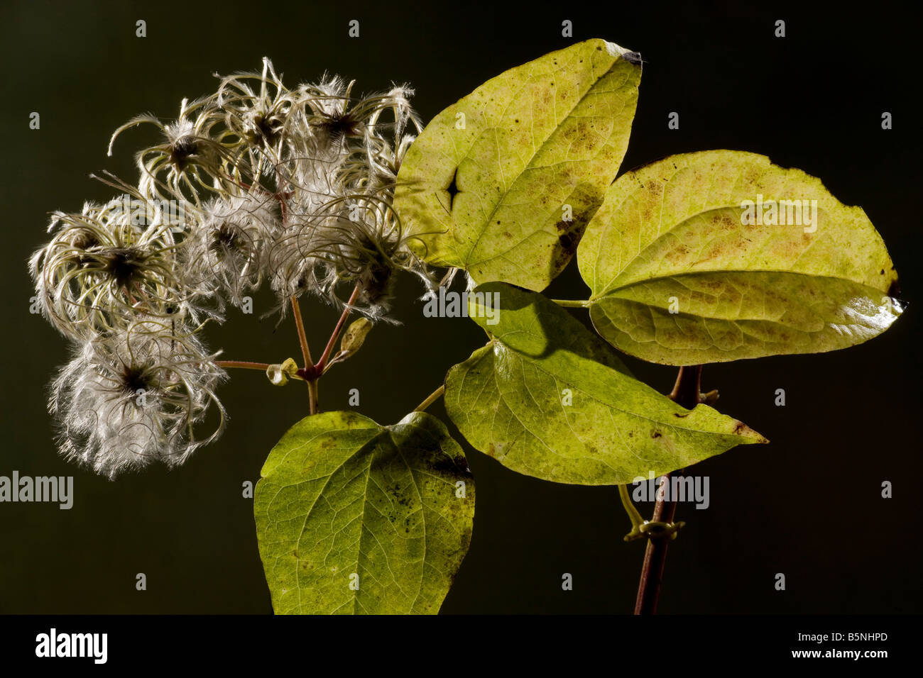 Wild Clematis or Old Man s Beard Clematis vitalba in autumn showing ...