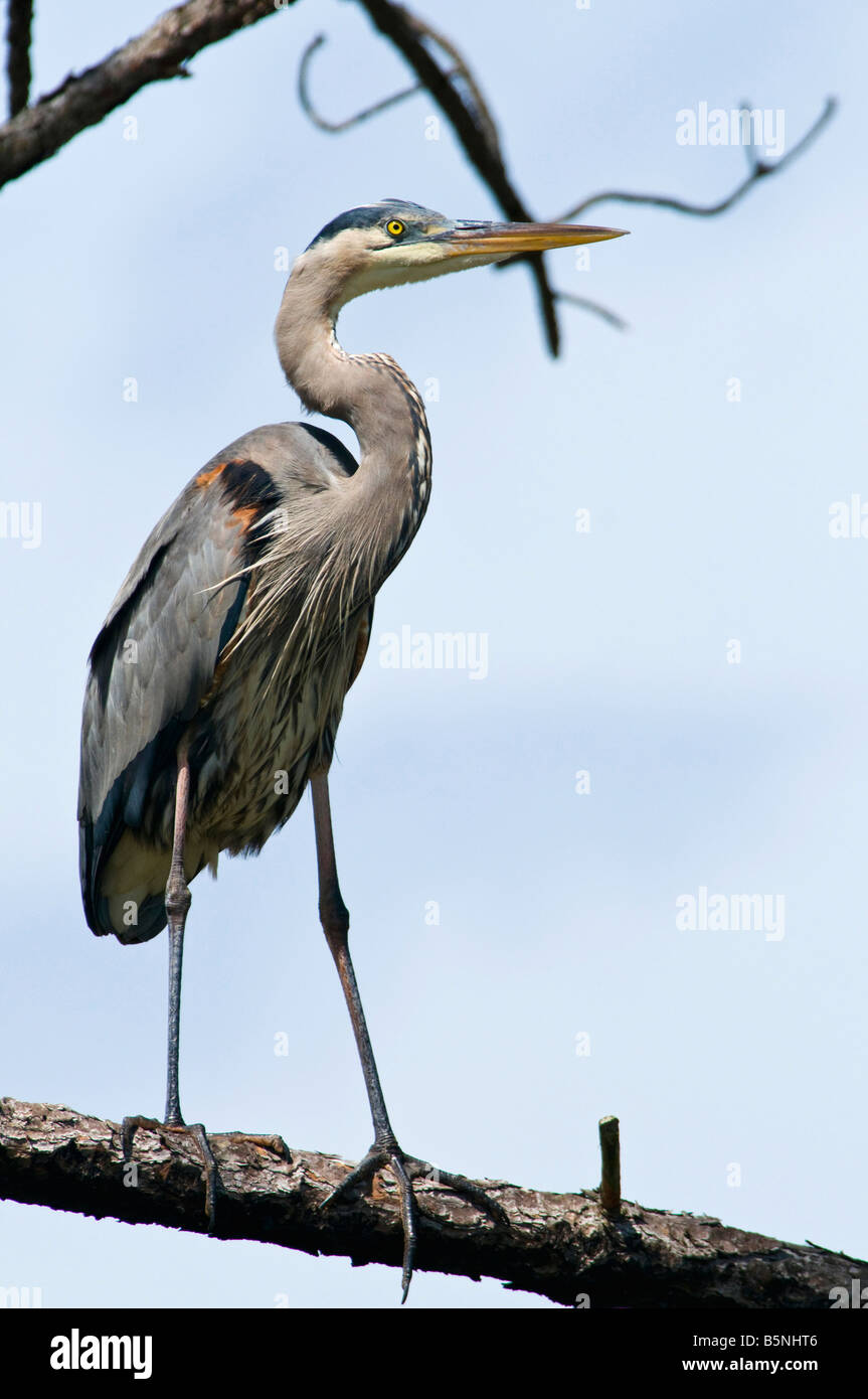 Largest Species Of Heron Hi Res Stock Photography And Images Alamy
