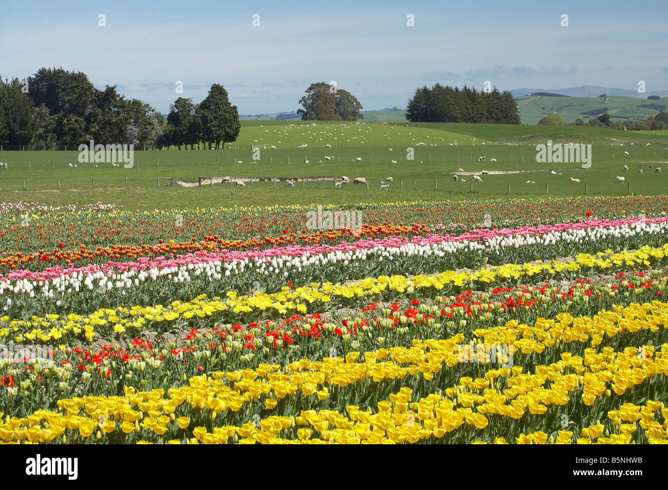 Tapanui hi-res stock photography and images - Alamy