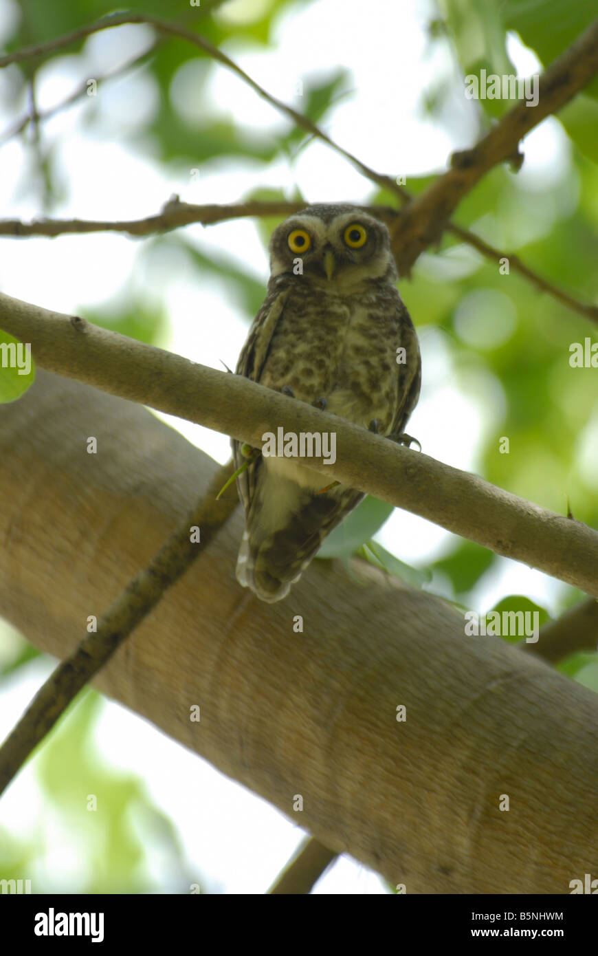 Athene brahma hi-res stock photography and images - Alamy