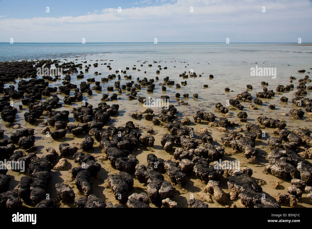 Cyanobacteria fossil hi-res stock photography and images - Alamy