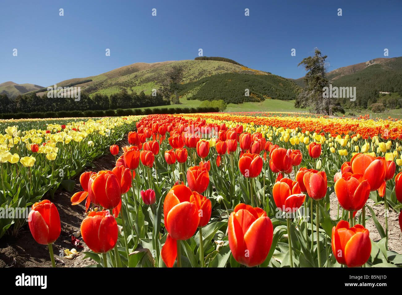 Tapanui new zealand hi-res stock photography and images - Alamy